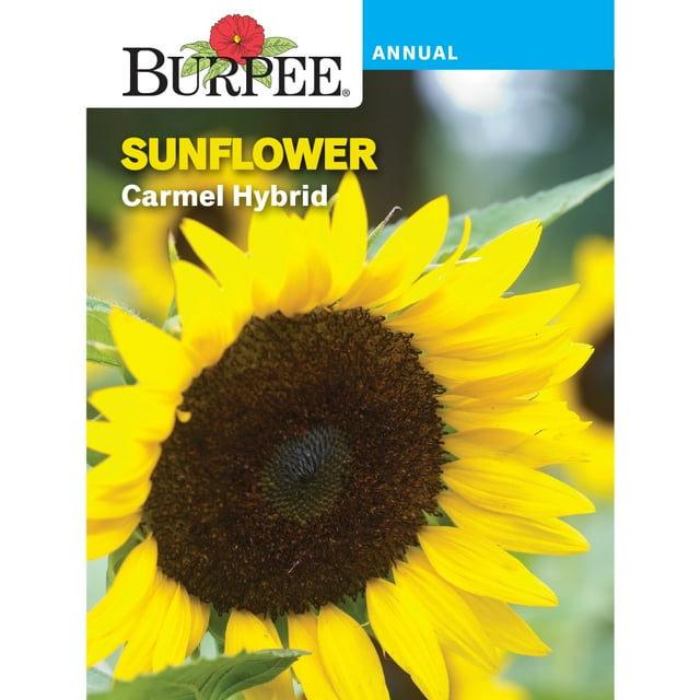 Burpee Carmel Hybrid Sunflower Flower Seed, 1-Pack - Walmart.com