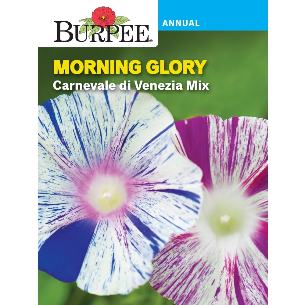 Burpee Carnevale di Venezia Mix Morning Glory Flower Seed, 1-Pack ...