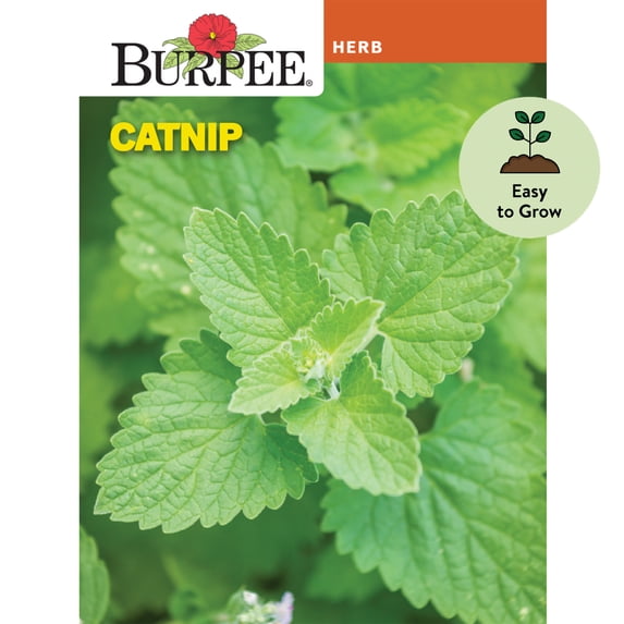 Burpee Catnip, Herb Seed, Annual Lifecycle, Full Sun - Walmart.com