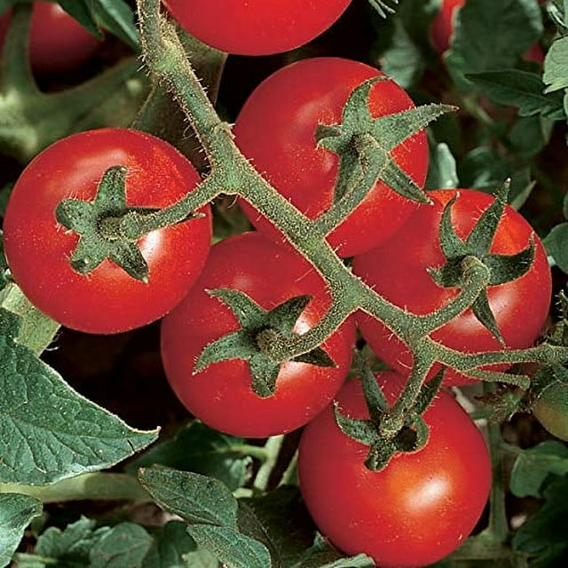 Burpee ' Chadwick Cherry' Organic | Red Cherry Tomato | 75 Seeds ...