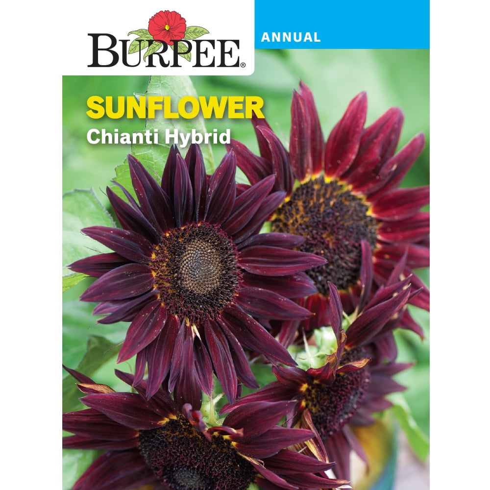 Burpee Chianti Hybrid Sunflower Flower Seeds, Stunning Wine-Red Velvet ...