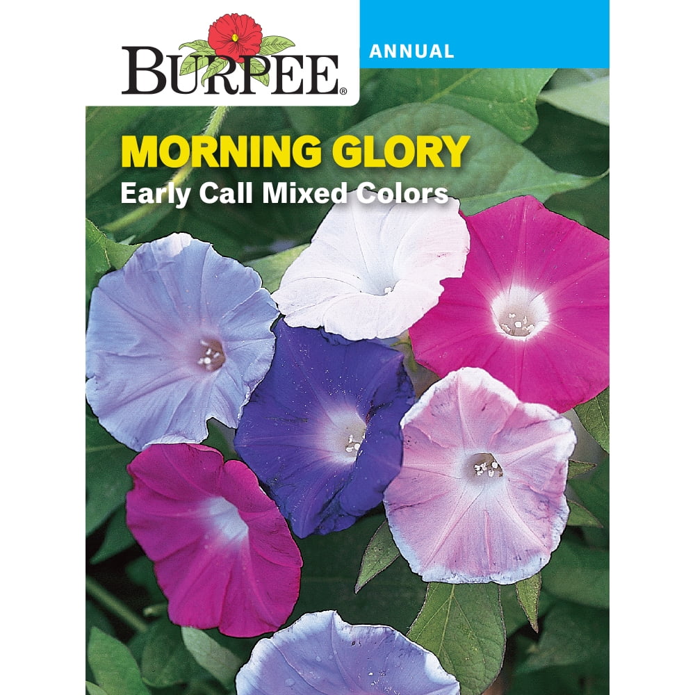 Burpee Early Called Mixed Colors Morning Glory - Walmart.com