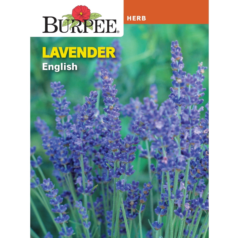 Burpee English Lavender Herb Seed, 1-Pack - Walmart.com