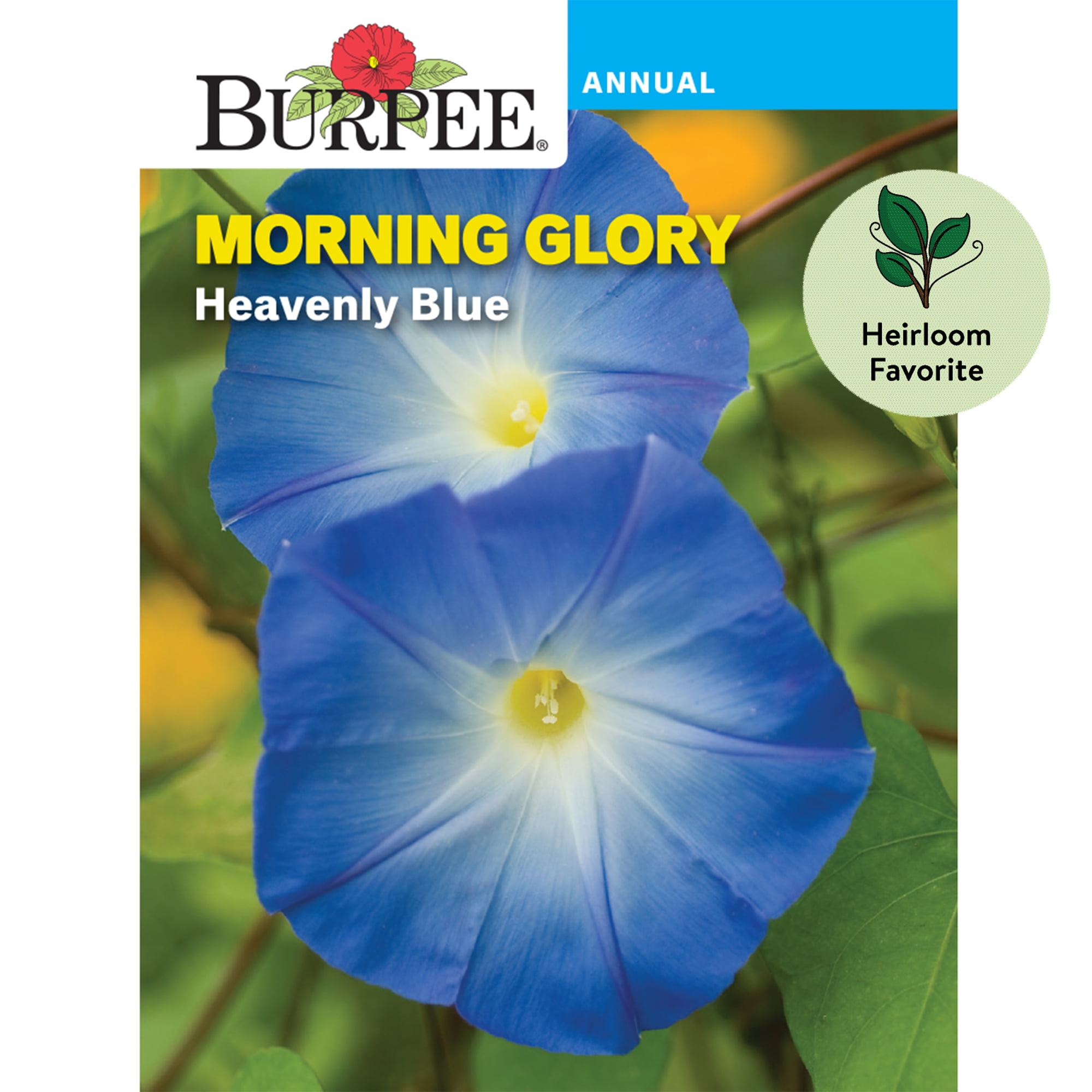 Burpee Heavenly Blue Morning Glory Flower Seed, Full Sun, Annual ...