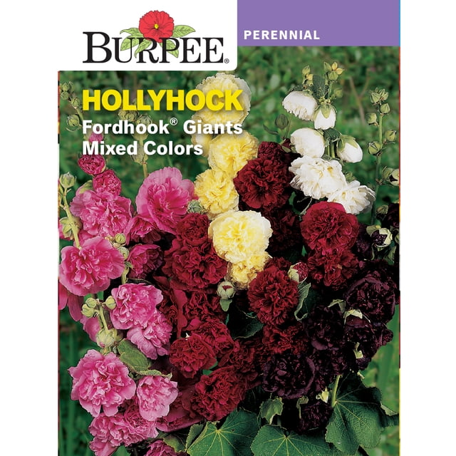 Burpee Fordhook Giants Mixed Colors Hollyhock Flowers, Perennial, Full ...
