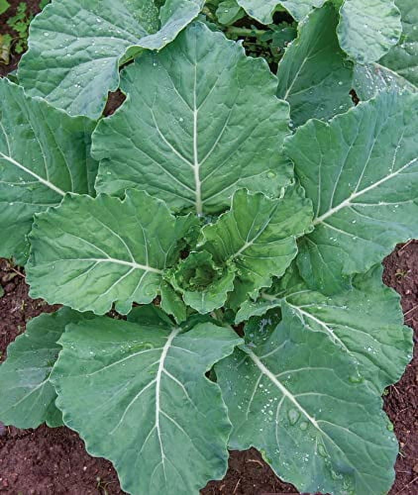Burpee Georgia Collards Seeds 2000 seeds - Walmart.com