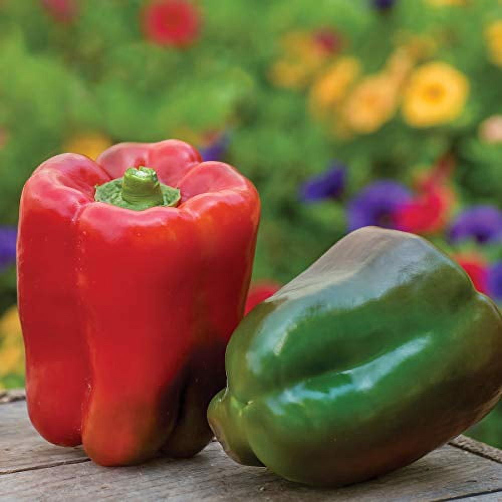 Burpee Great Stuff Sweet Pepper Seeds 40 seeds - Walmart.com