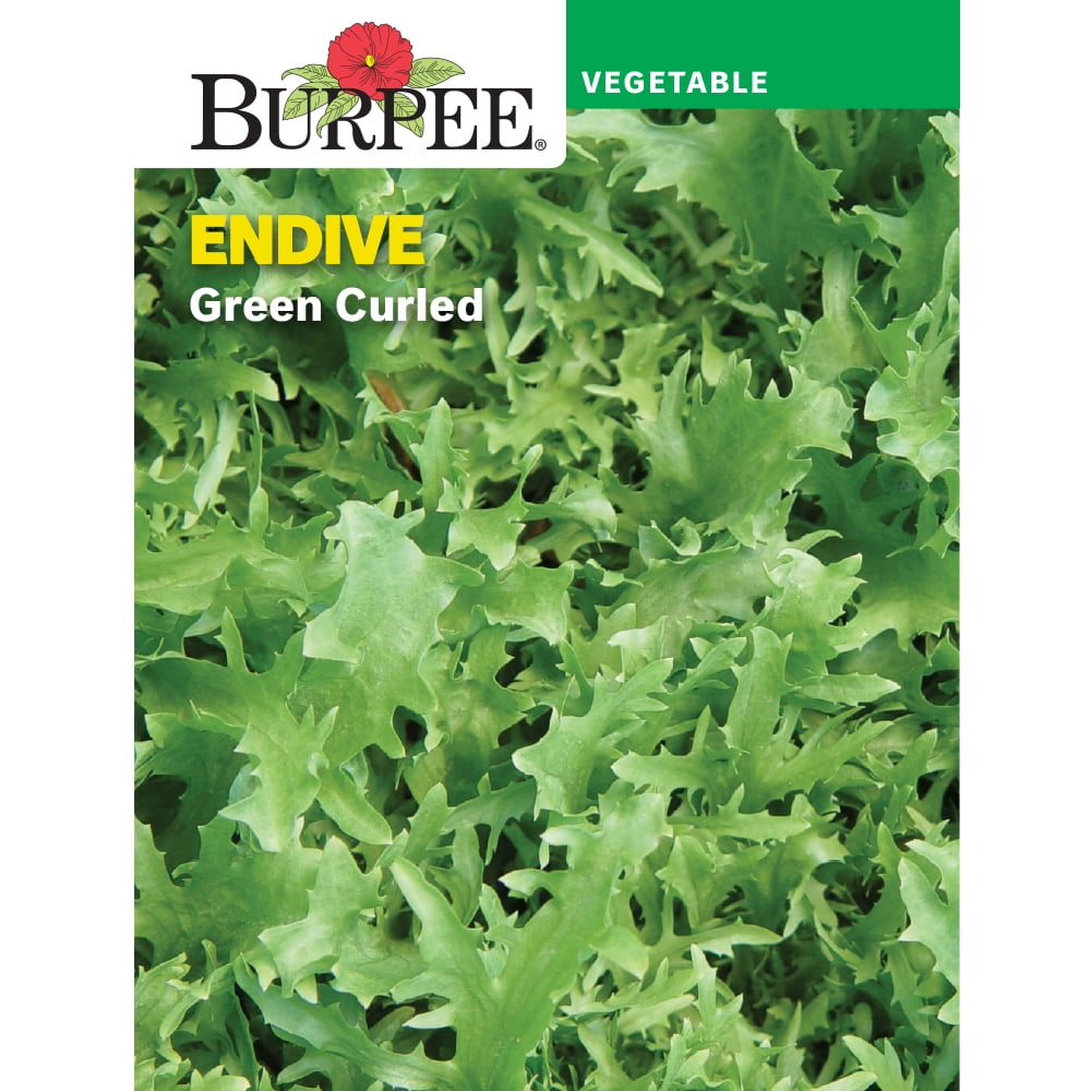 Burpee Green Curled Endive Vegetable Seed, 1-Pack - Walmart.com