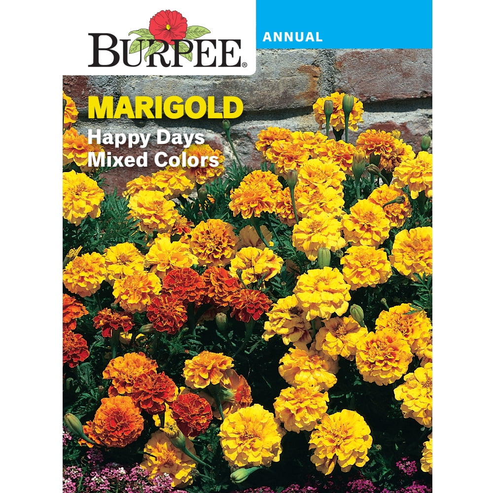 Burpee Happy Days Mixed Colors Marigold Flower Seed, Heat Tolerant ...
