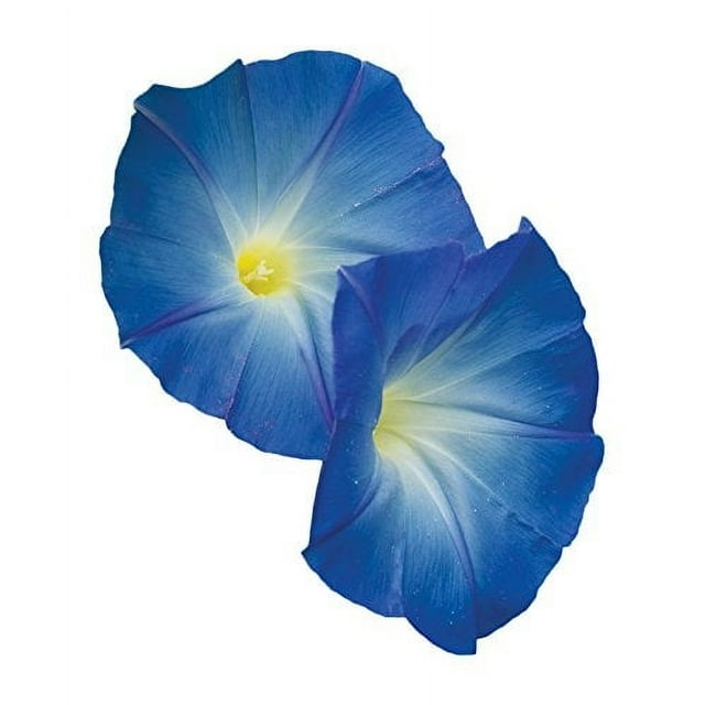 Burpee Heavenly Blue Morning Glory Seeds 150 seeds - Walmart.com