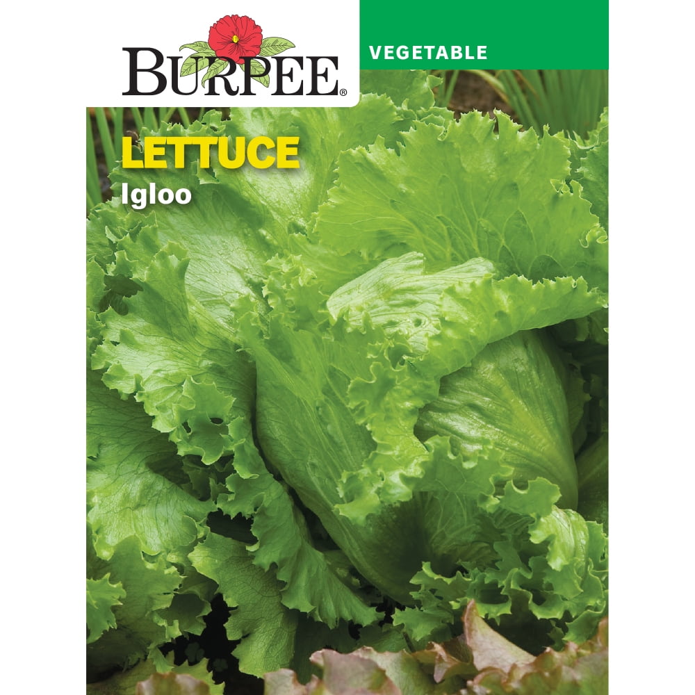 Burpee Igloo Lettuce Vegetable Seed, 1-Pack, Annual Vegetable, Full Sun ...
