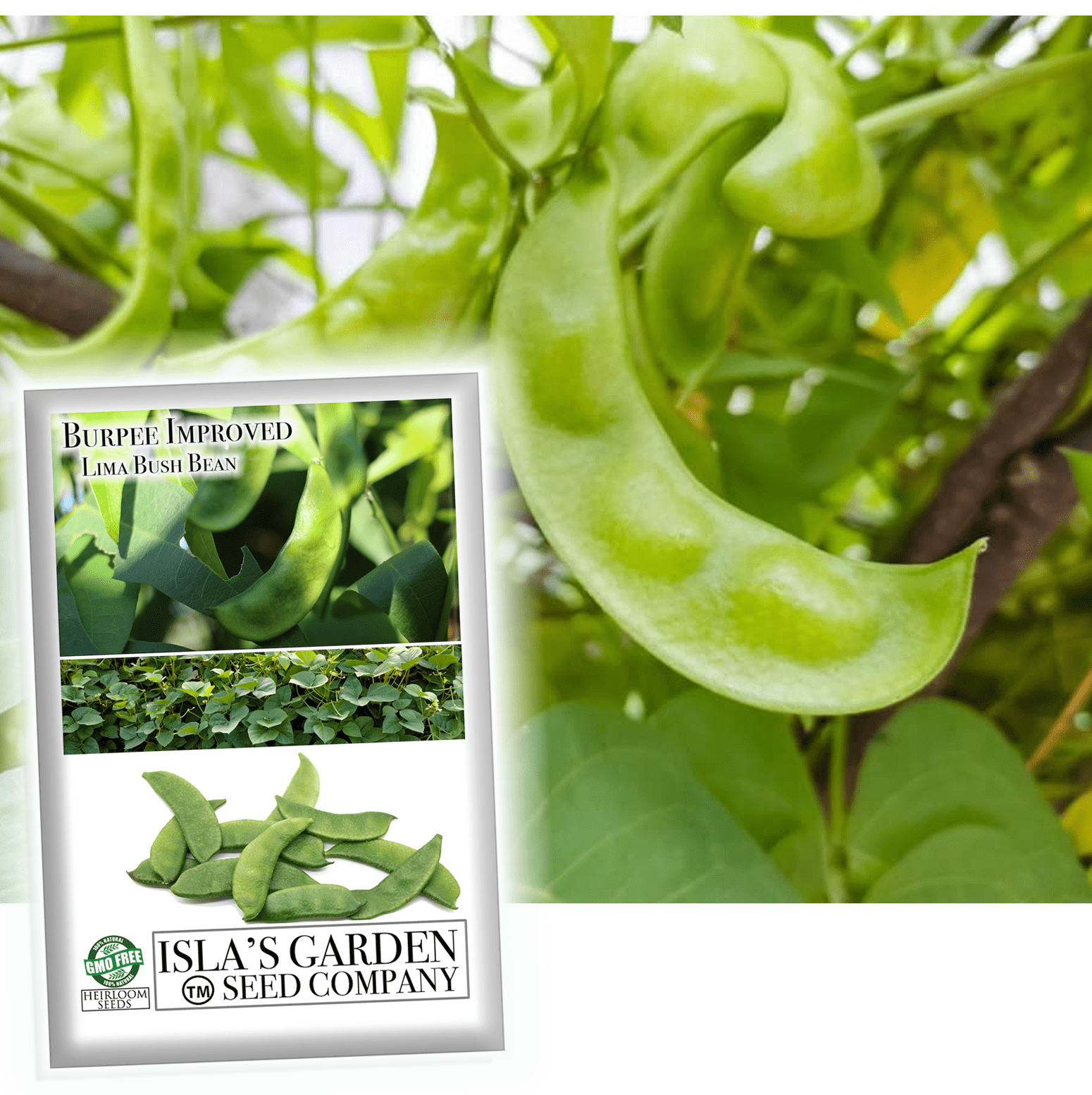 Burpee Improved Lima Bush Bean Seeds, 30+ Seeds Per Packet, (Isla's ...