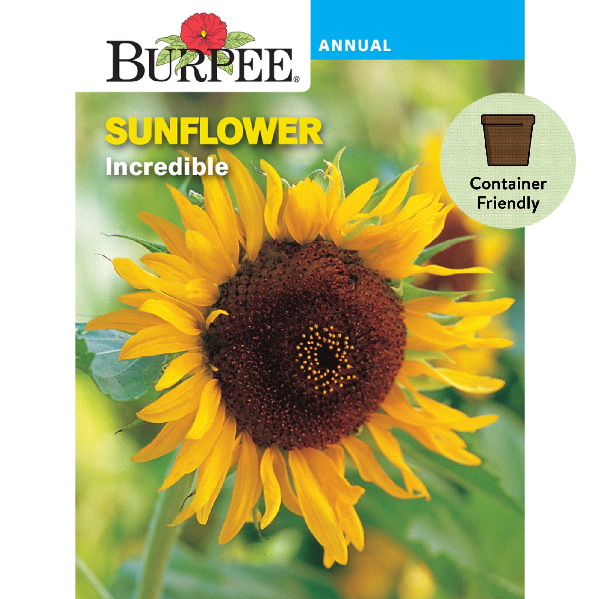 Burpee Incredible Sunflower Flower Seed, 1-Pack, Annual Flower, Full ...