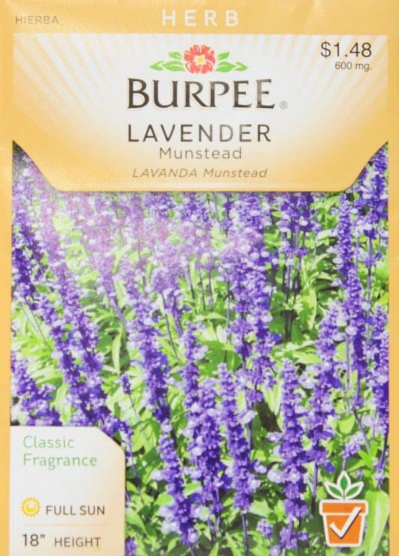 Burpee-Lavender, Munstead Seed Packet - Walmart.com