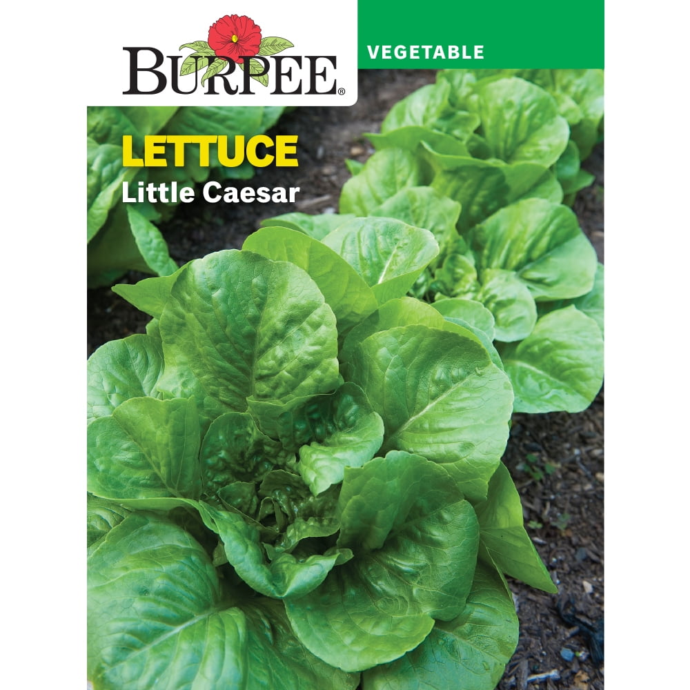 Burpee Little Caesar Lettuce Seeds, Compact Romaine Heads for Small ...
