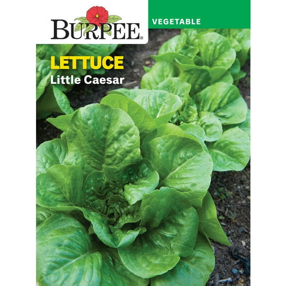 Lettuce Seeds in Seed Gardening - Walmart.com