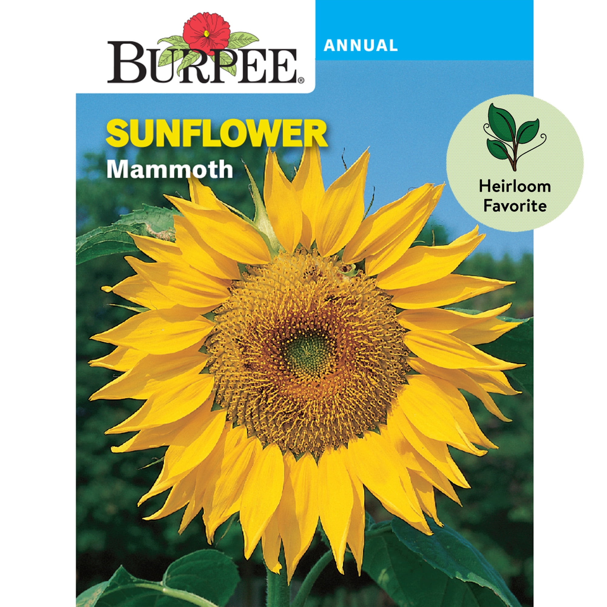 Burpee Mammoth Sunflower Flower Seed Pack for Annual Gardens - Walmart.com