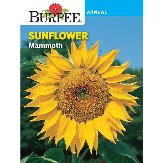 Burpee Mammoth Sunflower, Annual Flower Seed, Full Sun - Walmart.com