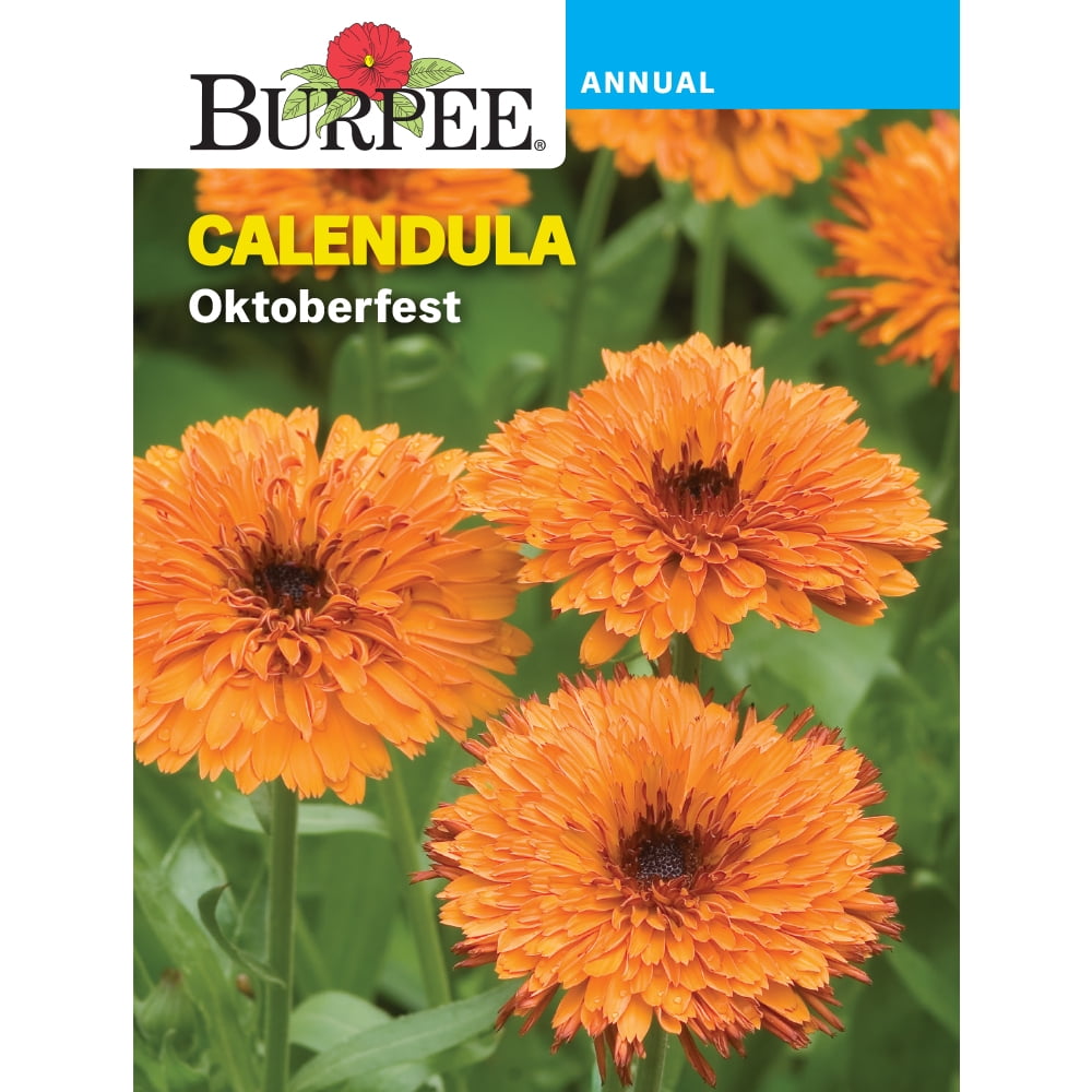 Burpee Oktoberfest Calendula Annual Flower Seed, 1-Pack, Full Sun - Walmart.com