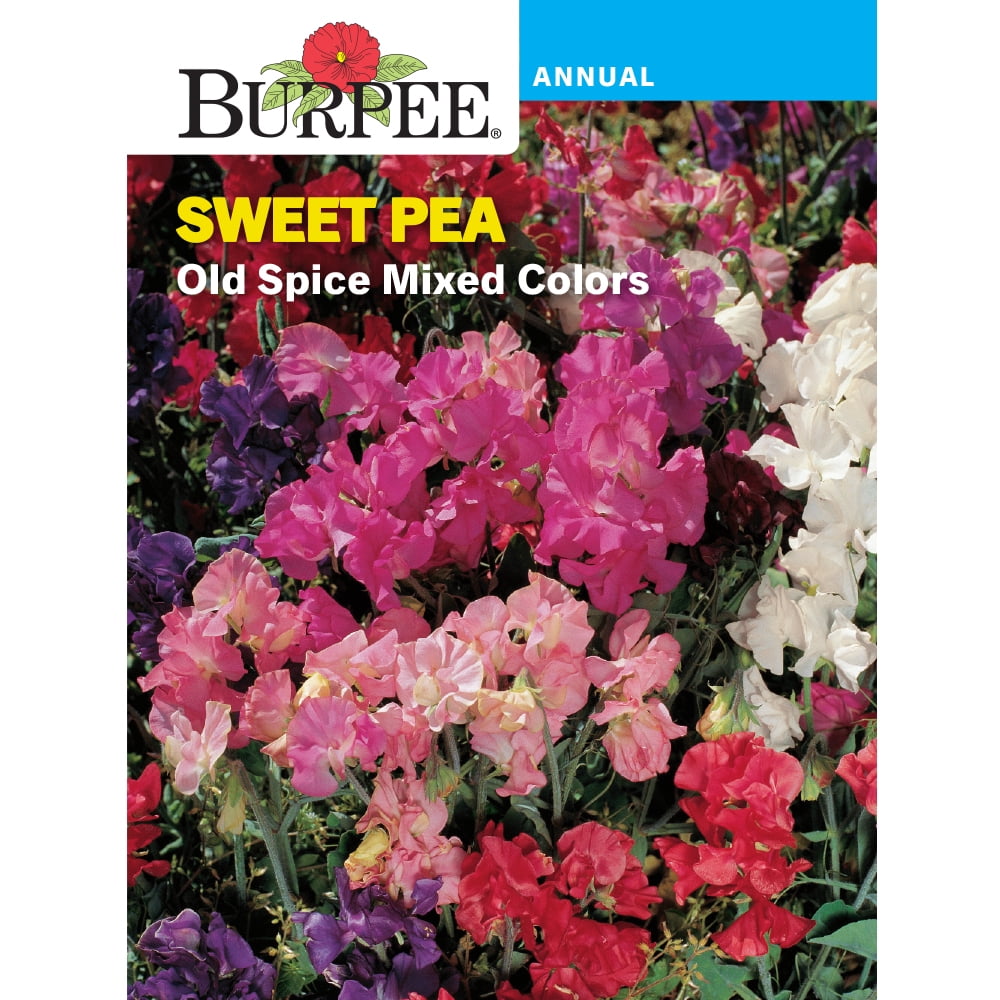 Burpee Old Spice Mixed Colors Sweet Pea Flower Seed, 1-Pack - Walmart.com
