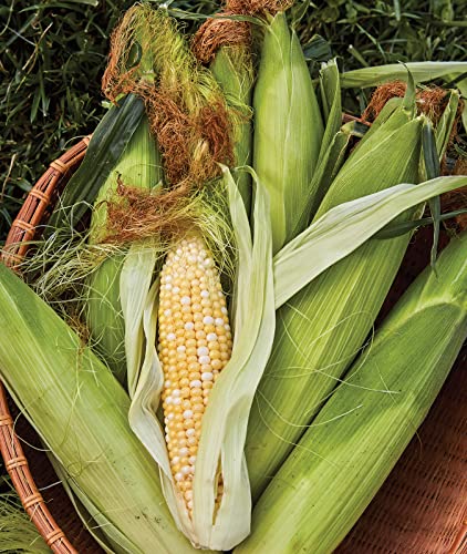 Burpee On Deck Sweet Corn Seeds 50 seeds - Walmart.com