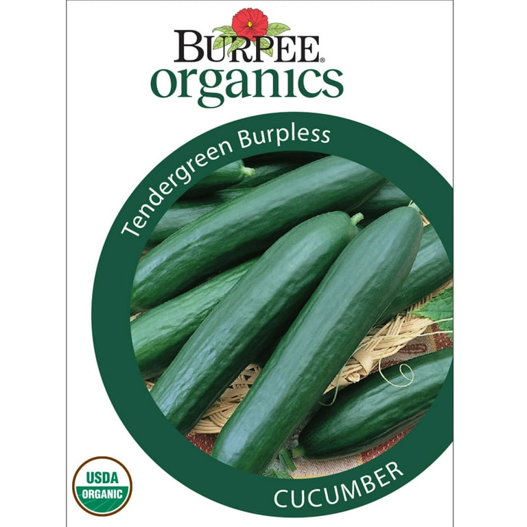 Burpless Bush Cucumber