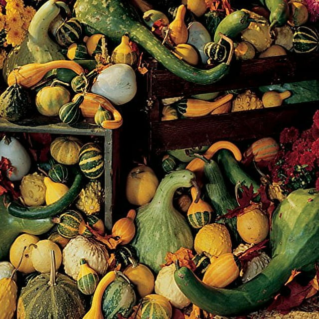 Burpee Ornamental Big Gourds Mix Gourd Seeds 25 seeds 25 per packet 25 ...