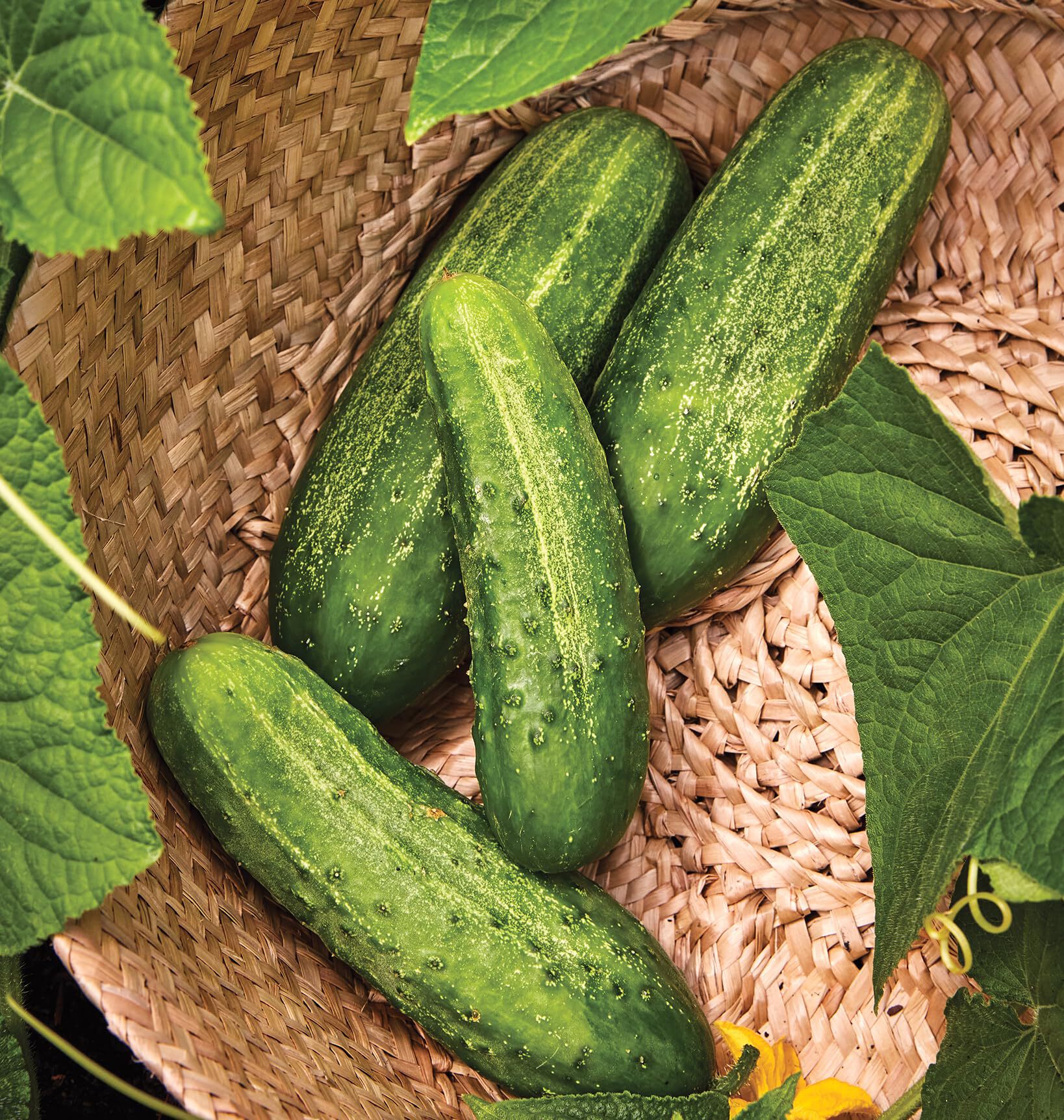 Burpee 'Pickler' Cucumber Seeds, 100 Non-GMO seeds, Container Friendly ...