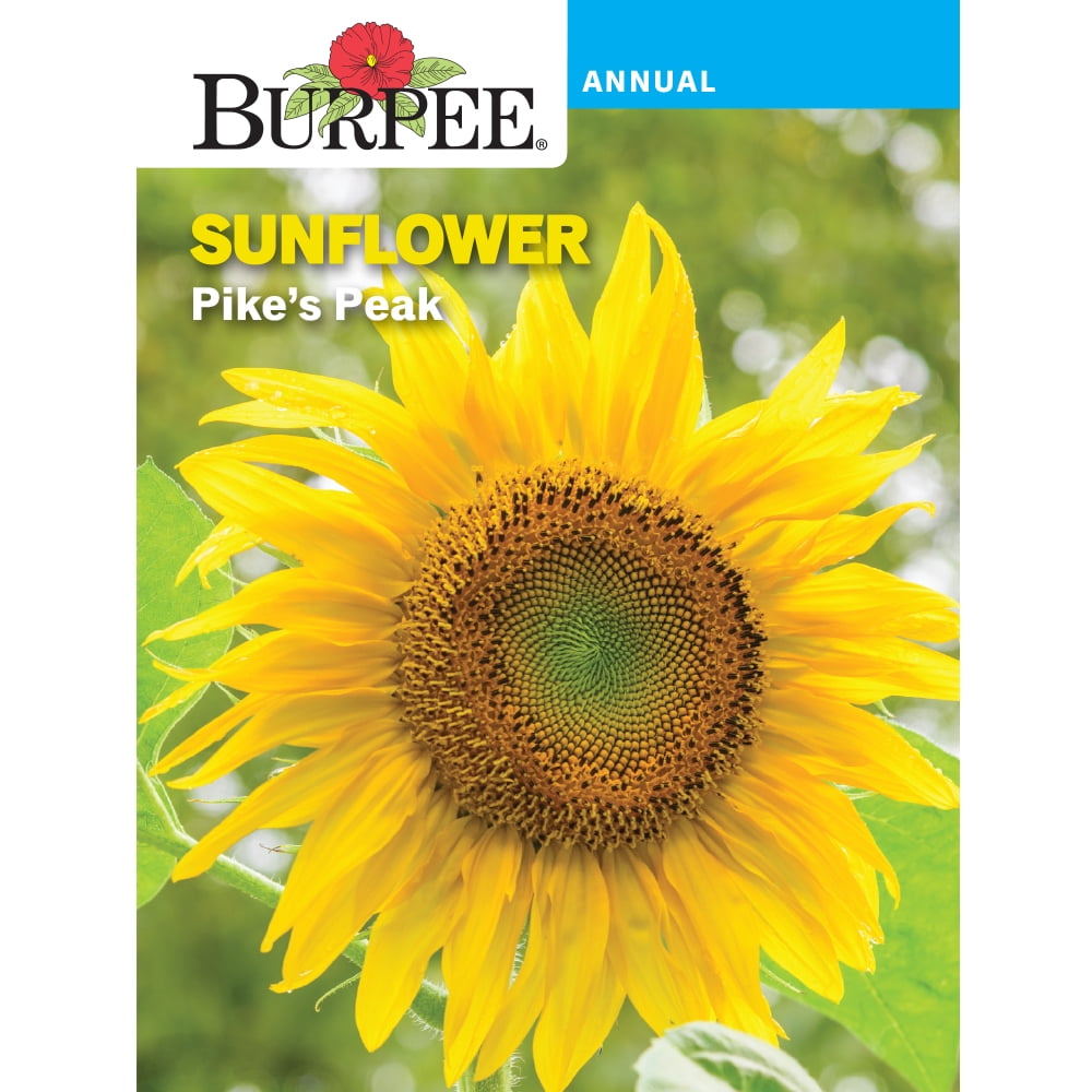 Burpee Pike's Peak Sunflower Flower Seed, 1-Pack - Walmart.com
