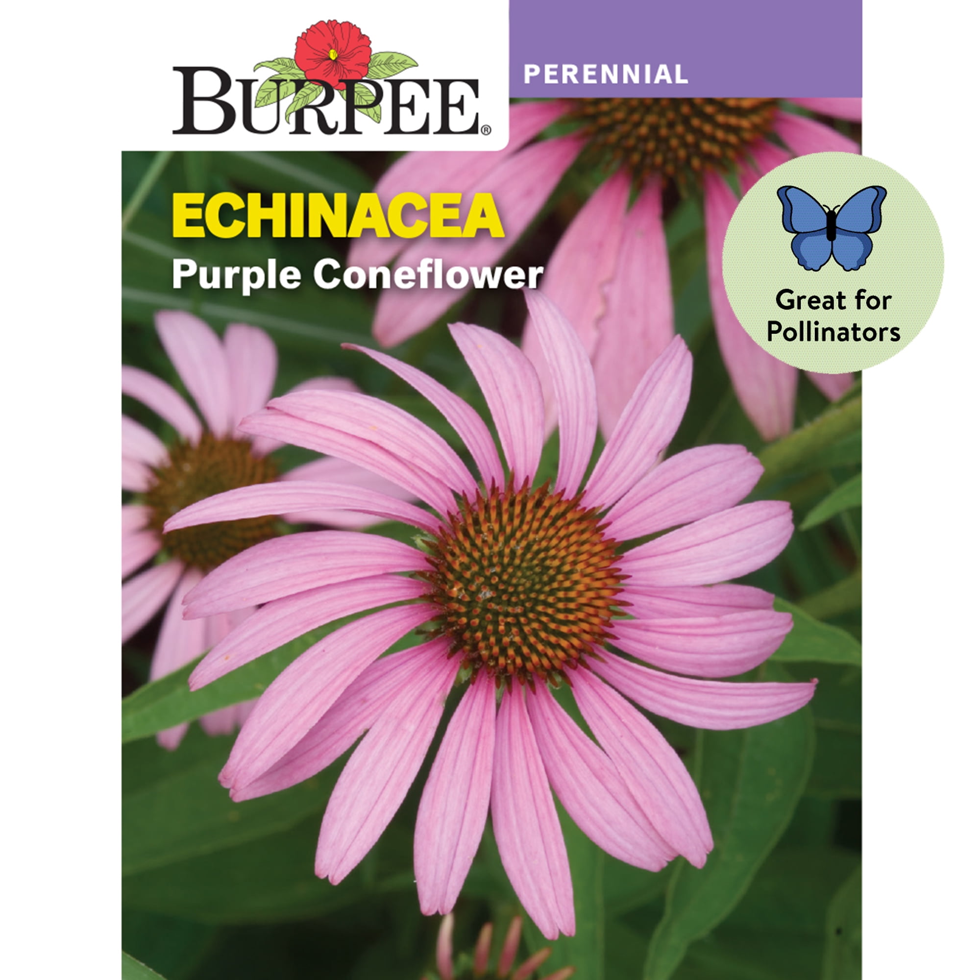 Burpee Garden Wildflower - Purple Coneflower Echinacea, Non-GMO ...