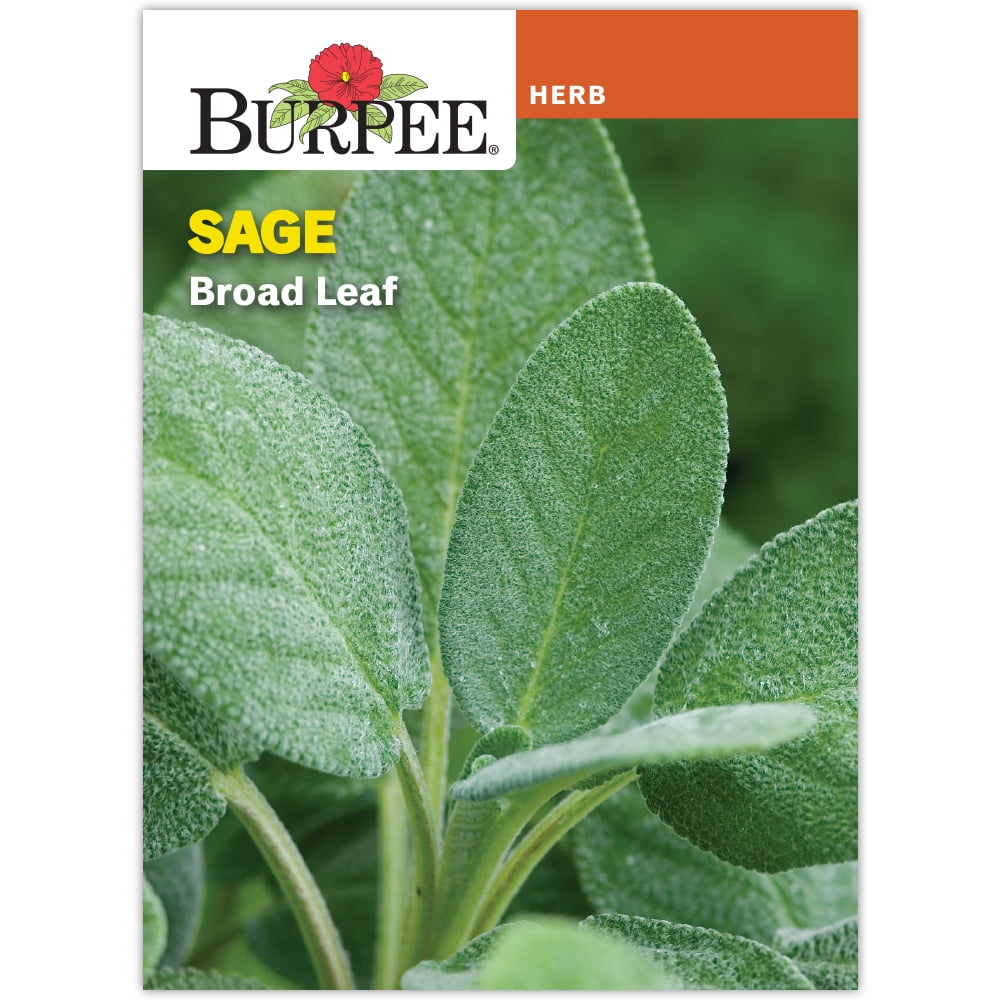 Burpee Sage Broad Leaf Annual Herb Seed, 1-Pack, Full Sun - Walmart.com