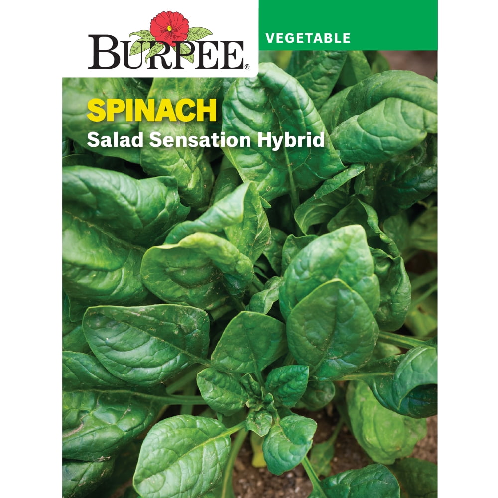 Spinach Seeds in Seed Gardening - Walmart.com