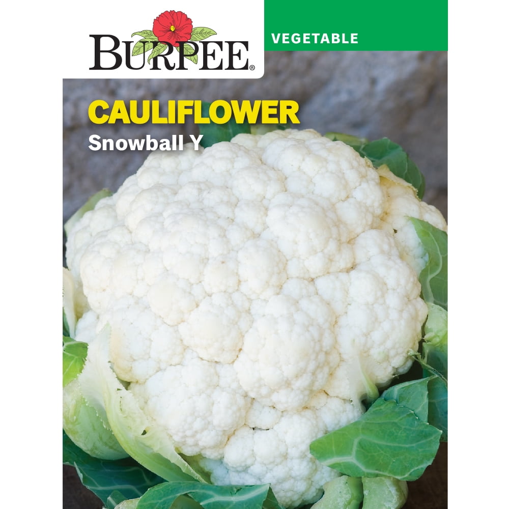 Burpee Snowball Y Cauliflower Vegetable Seed, 1-Pack - Walmart.com