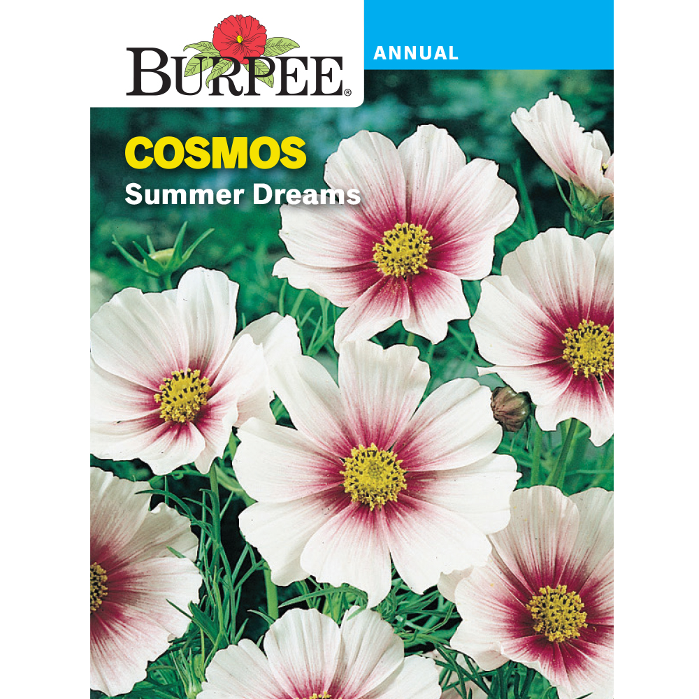 Everwilde Farms - 500 Purity Cosmos Garden Flower Seeds - Gold Vault ...