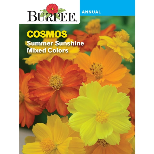 Burpee Summer Sunshine Mixed Colors Cosmos Flower, Annual Lifecycle ...