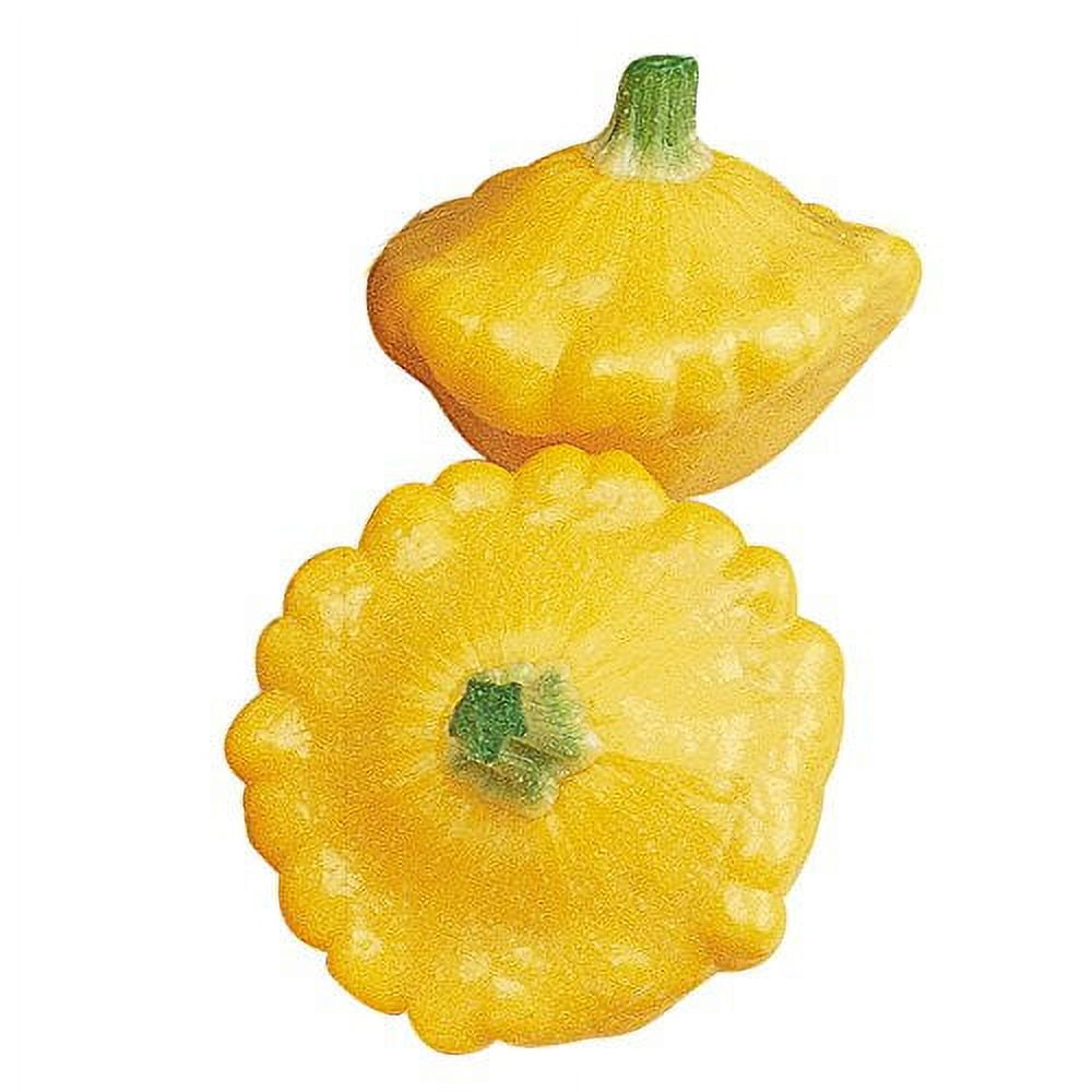 Burpee Sunburst Summer Squash Seeds 25 seeds - Walmart.com
