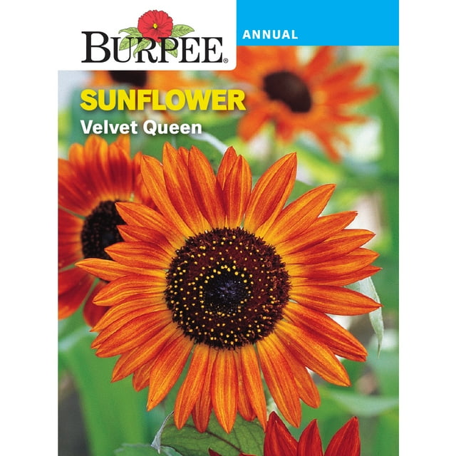 Burpee Sunflower, Velvet Queen Annual Sunflower - Walmart.com