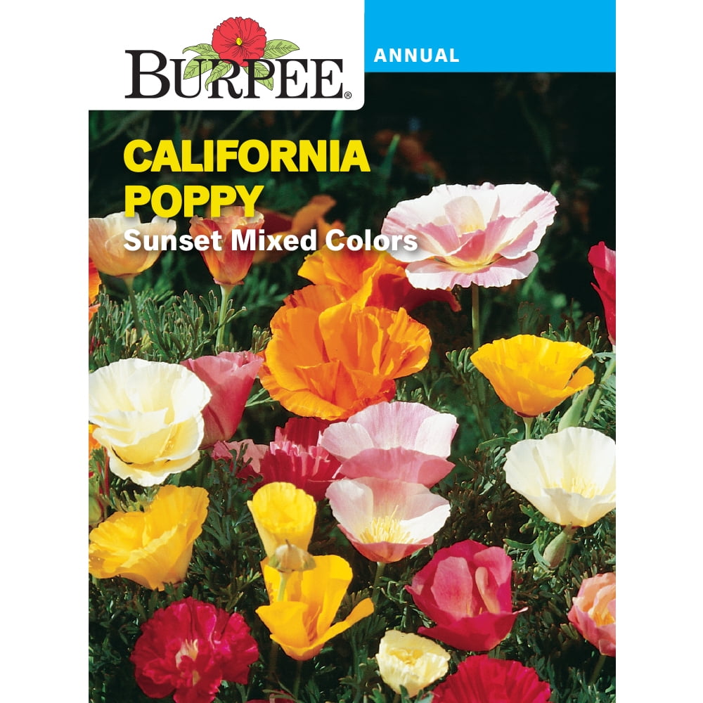Burpee Sunset Mixed California Poppy Seeds, Red, Cream, Orange, Gold ...