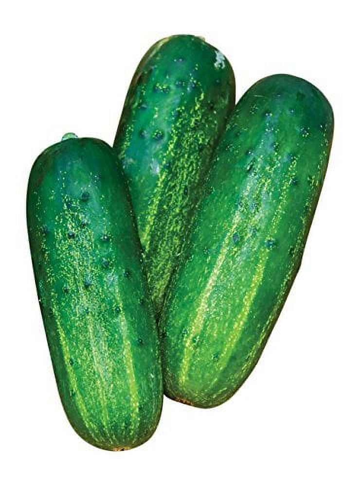 Burpee Supremo Pickling Cucumber Seeds 30 seeds - Walmart.com