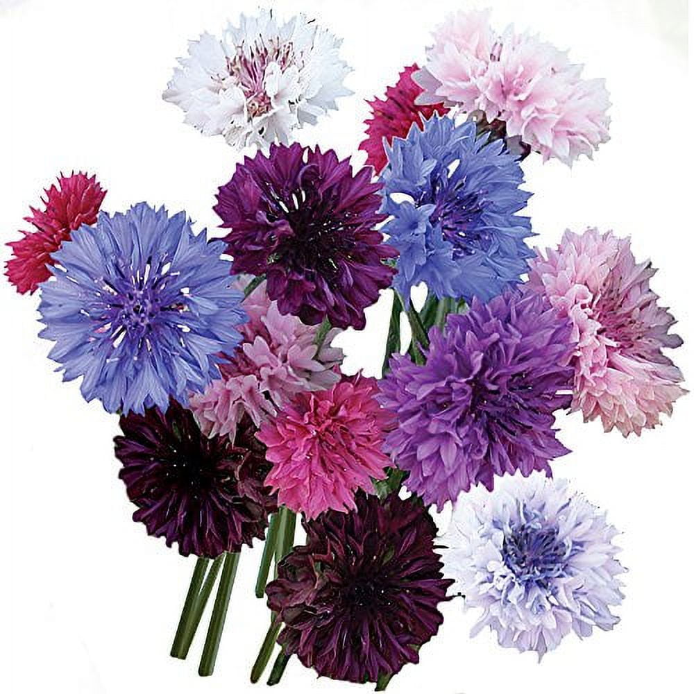 Burpee Tall Double Mixed Colors Cornflower Seeds 250 seeds - Walmart.com