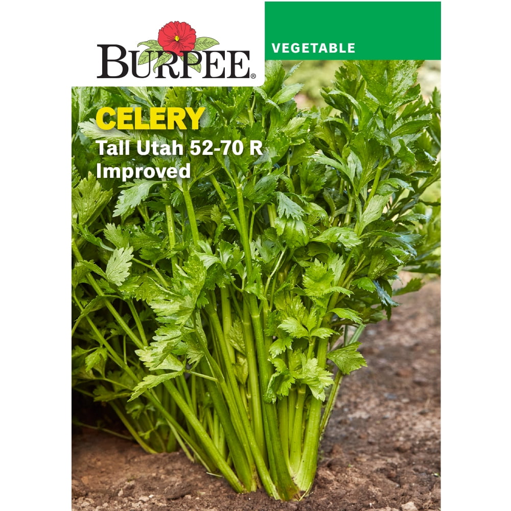 Burpee Tall Utah 52-70 R Improved Celery Annual Vegetable Seed, 1-Pack, Full Sun - Walmart.com