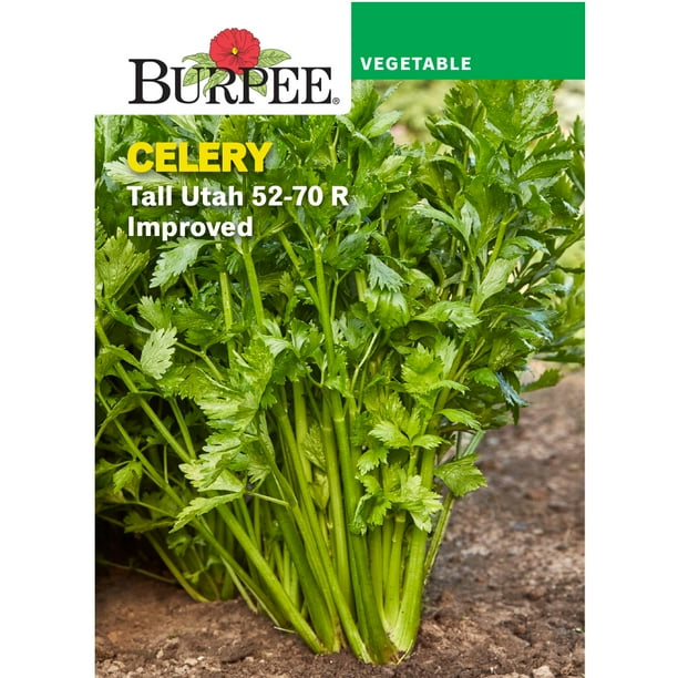 Burpee Tall Utah 52-70 R Improved Celery Annual Vegetable Seed, 1-Pack ...