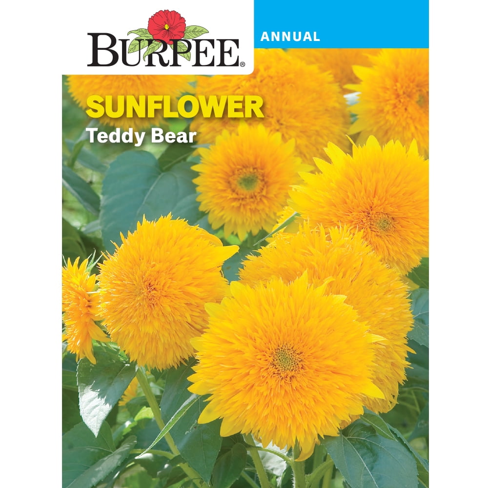 Burpee Teddy Bear Sunflower Flower Seed - Walmart.com