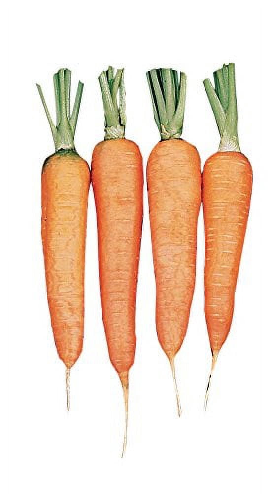 Burpee Touchon Carrot Seeds 3500 seeds - Walmart.com