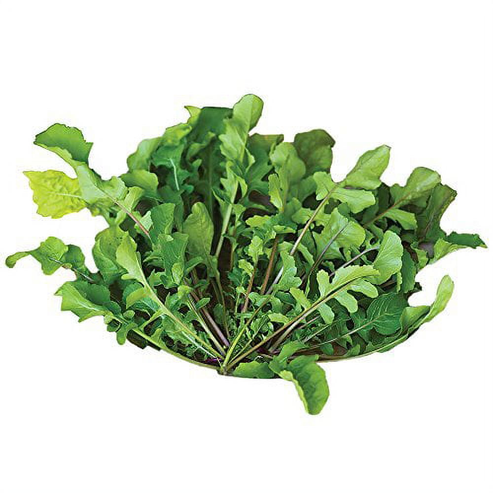 Burpee Wild Arugula Selvatica Arugula Seeds 500 seeds - Walmart.com