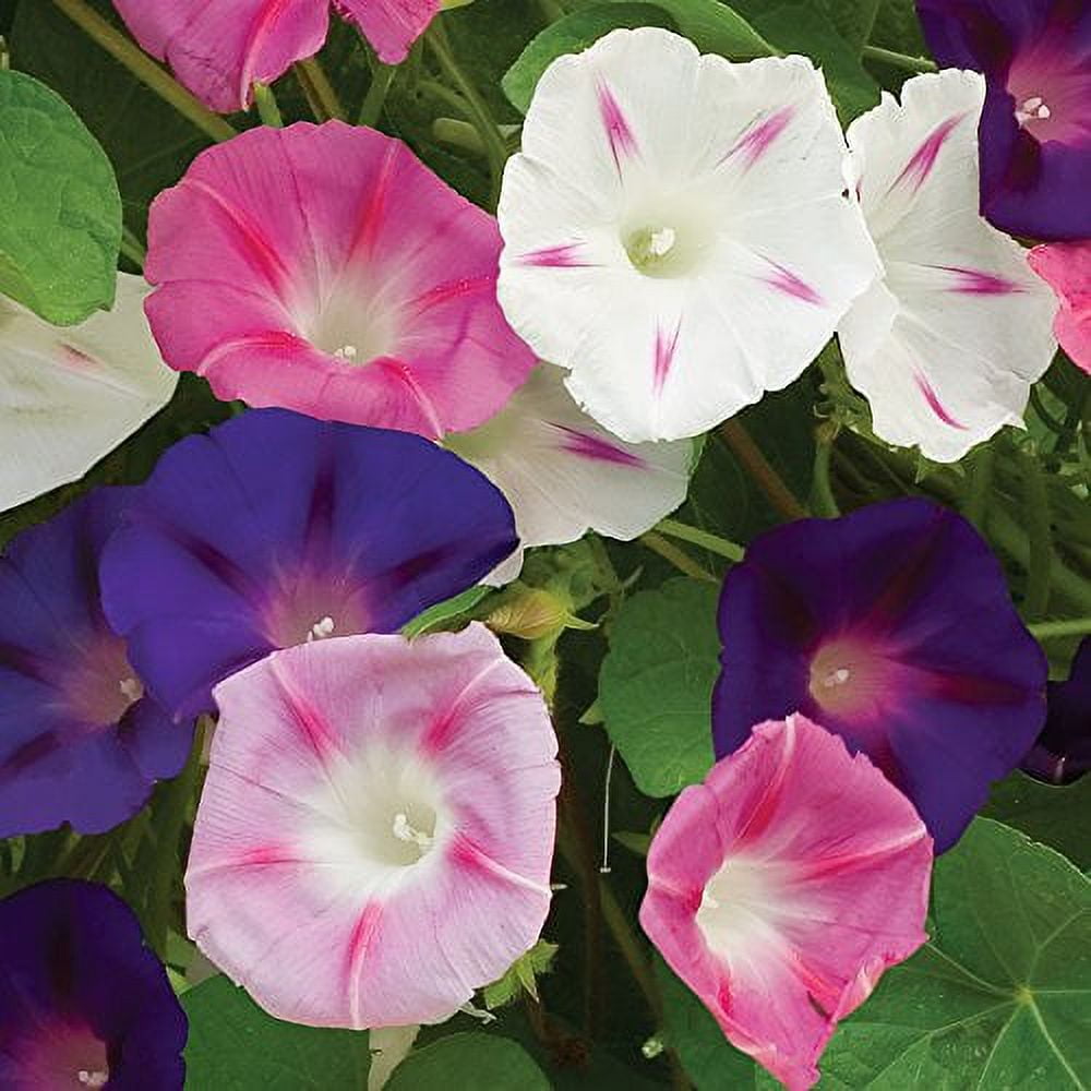 Burpee Zeeland Hybrid Mix Morning Glory Seeds 75 seeds - Walmart.com
