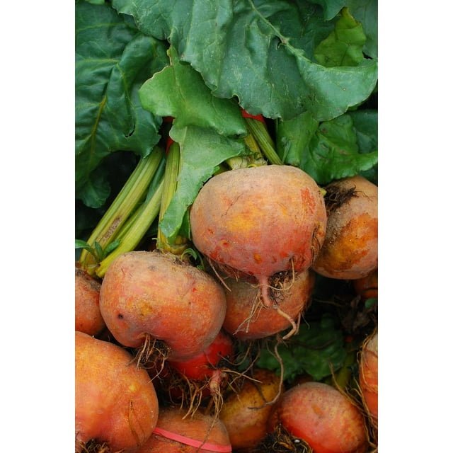 Burpees Golden Beet Seeds/ Annual/ Full Sun/160 Seeds 2 Grams ...
