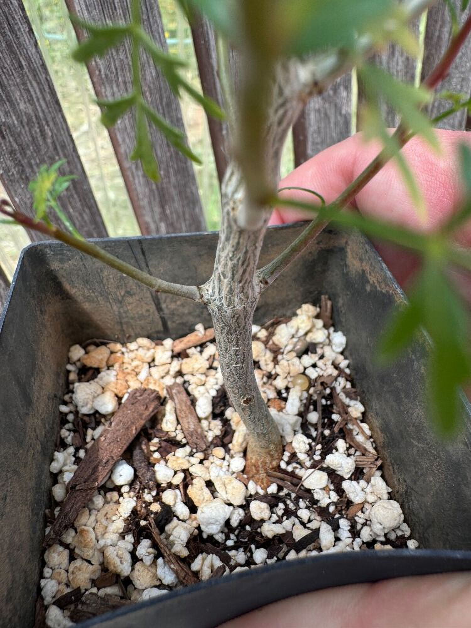 Bursera microphylla "little leaf" seedling not boswellia commiphora ...