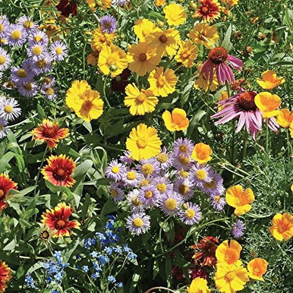 Burst of Bloom Wildflower Seeds Mix (Attracts Bees, Butterflies ...