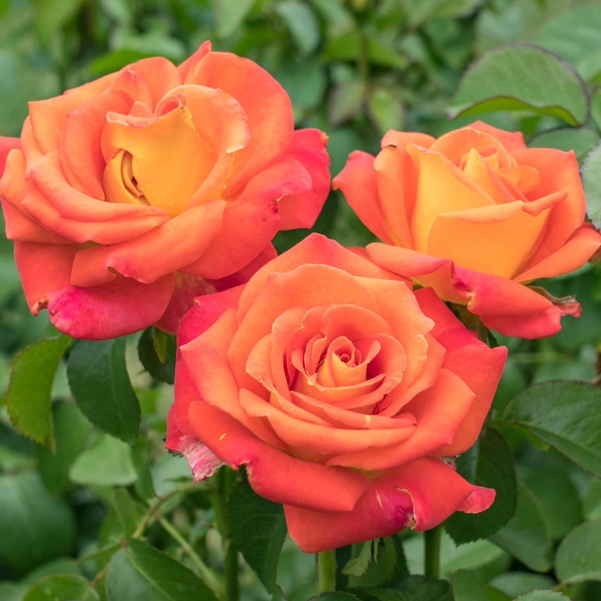 Burst of Joy Floribunda Rose, Hybrid Tea, Dormant Bare Root, One Plant ...